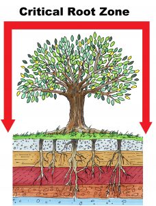 How to Measure a Tree’s Critical Root Zone | Complete Tree Care