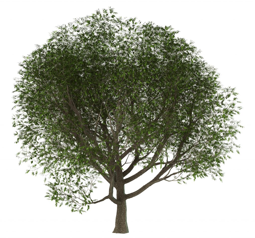 Learn How to Identify Ash Trees | Complete Tree Care