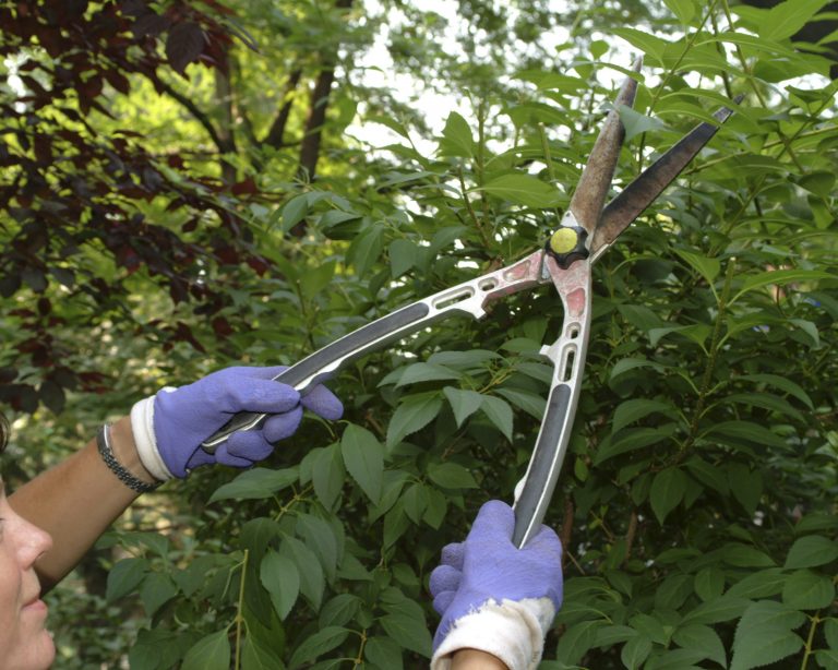 When is it Time to Trim My Trees? | Complete Tree Care