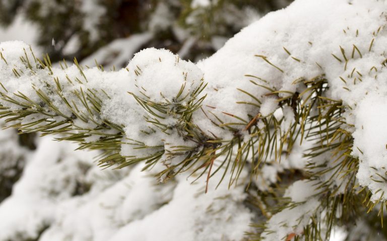 desiccation trees | Complete Tree Care