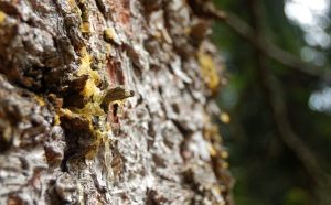 Is There a Difference Between Tree Sap and Tree Resin? | Complete Tree Care