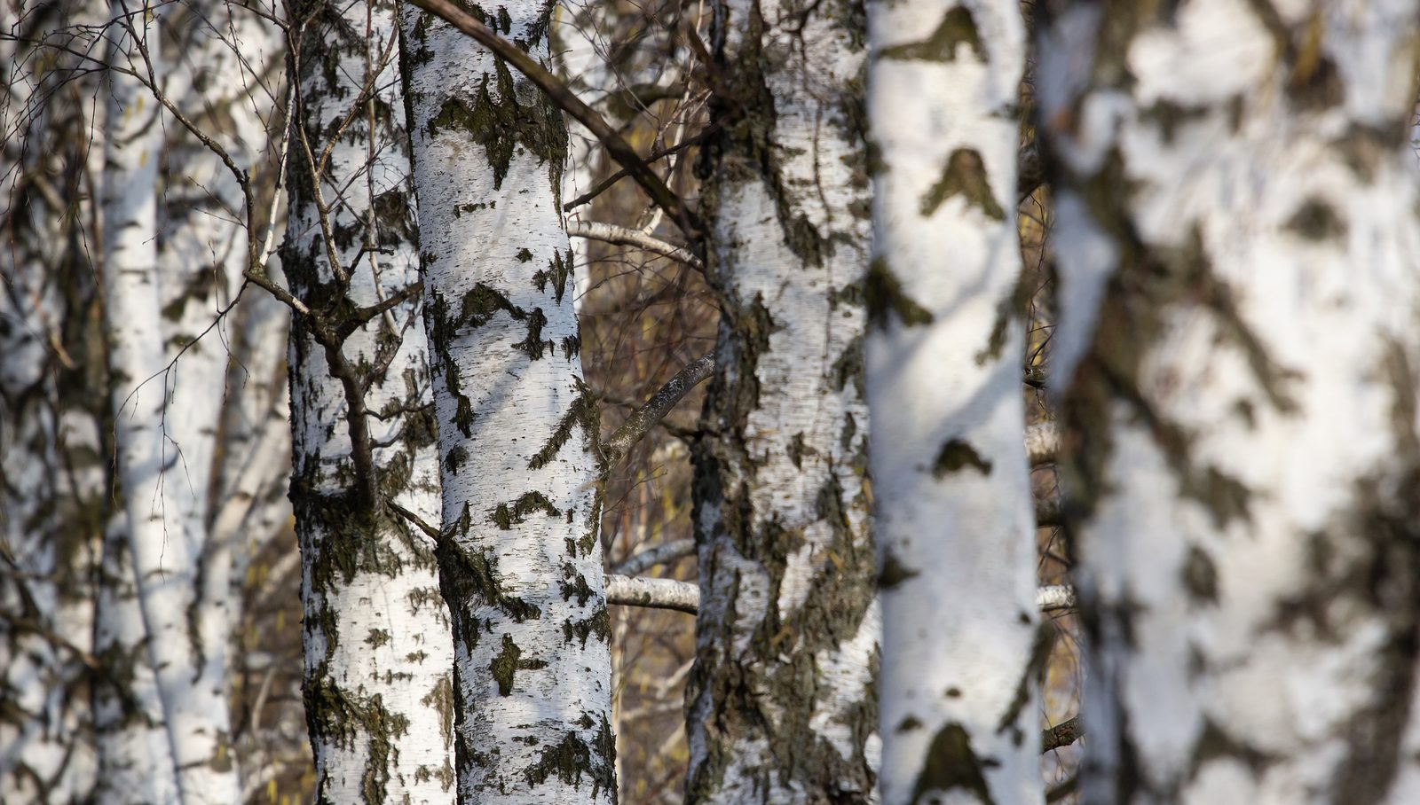 Will a River Birch Tree Damage My House? | Complete Tree Care