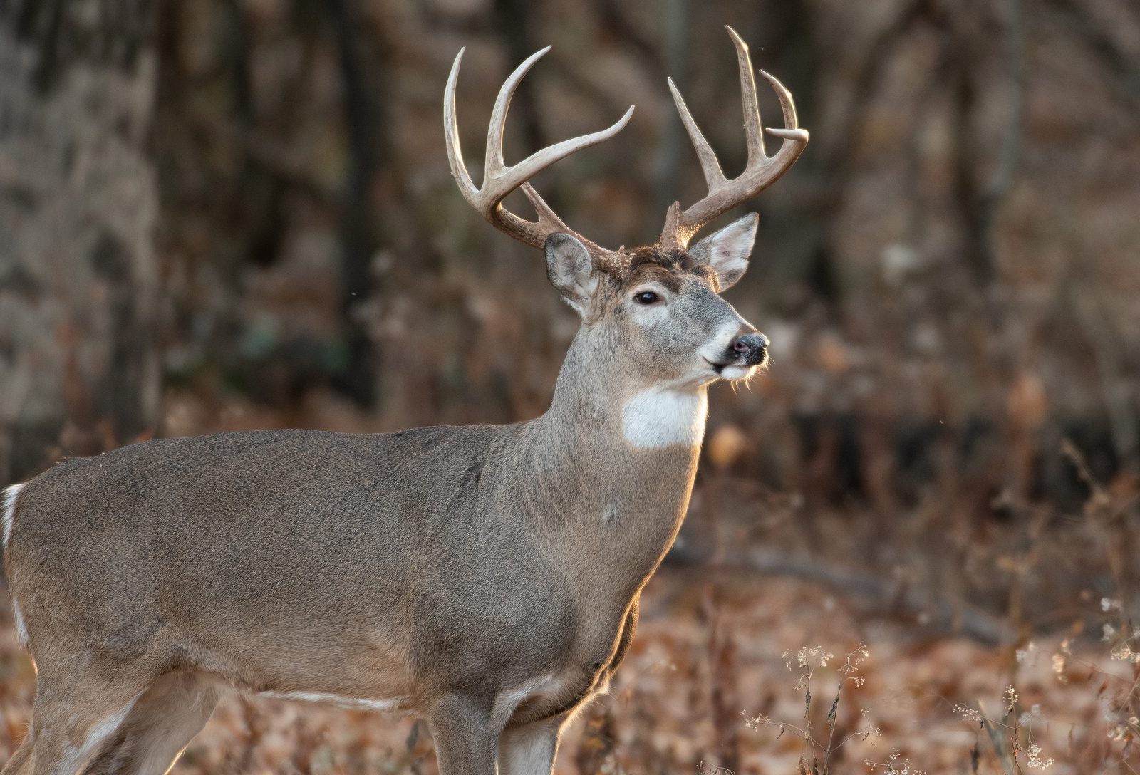 bucks rubbing on tree | Complete Tree Care