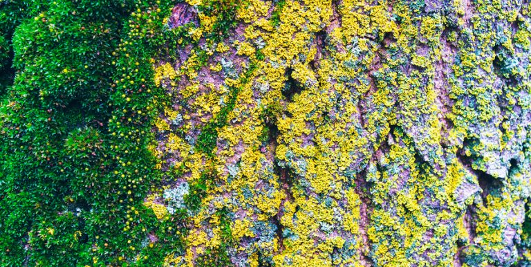 How to Treat Fungus and Algae Growth on Trees | Complete Tree Care