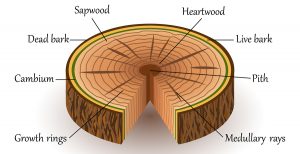 What are the Layers of a Tree Trunk? | Complete Tree Care