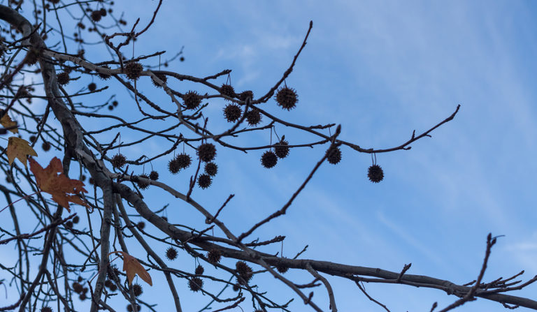 signs heart rot trees | Complete Tree Care