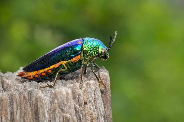 What You Need to Know About Tree Boring Insects | Complete Tree Care
