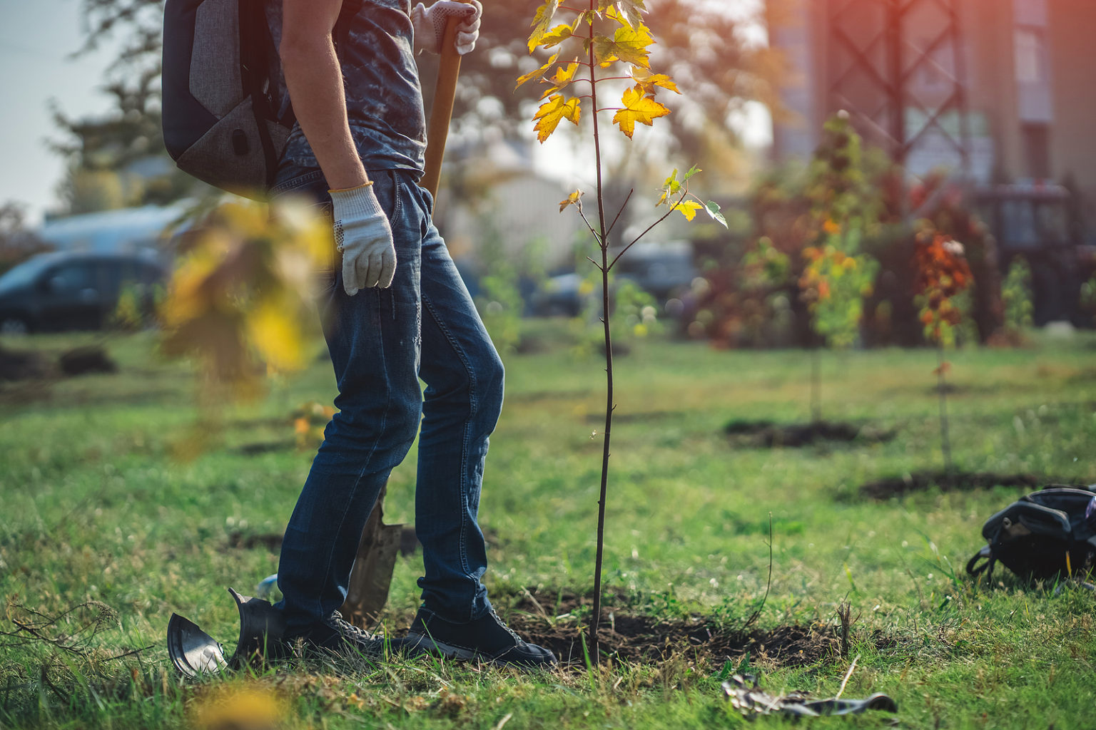 When is the Recommended Time of Year to Transplant a Tree? | Complete ...