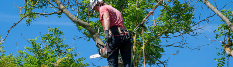 Measuring Critical Root Zone | Complete Tree Care