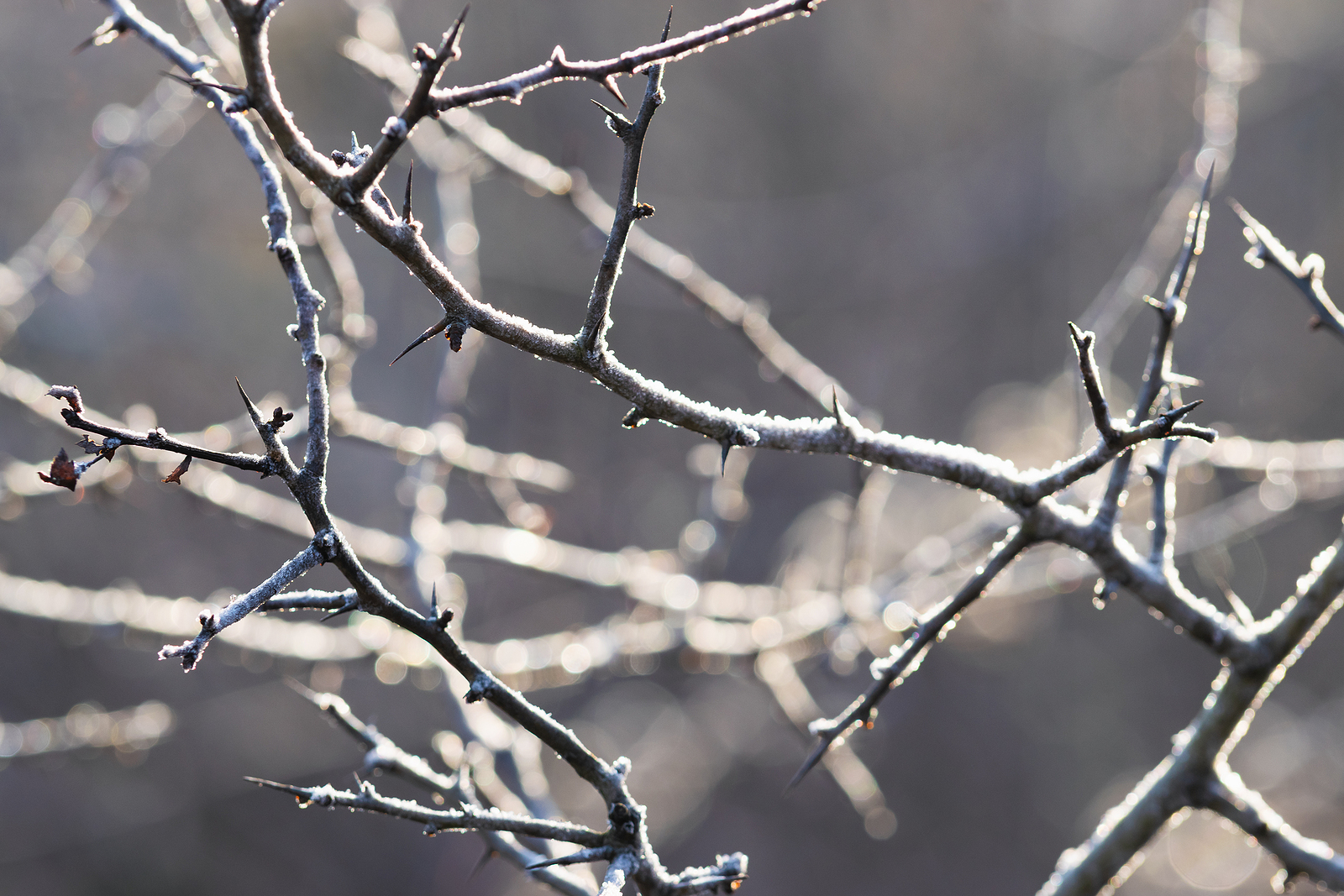 Professional Tips for Winterizing Trees | Complete Tree Care
