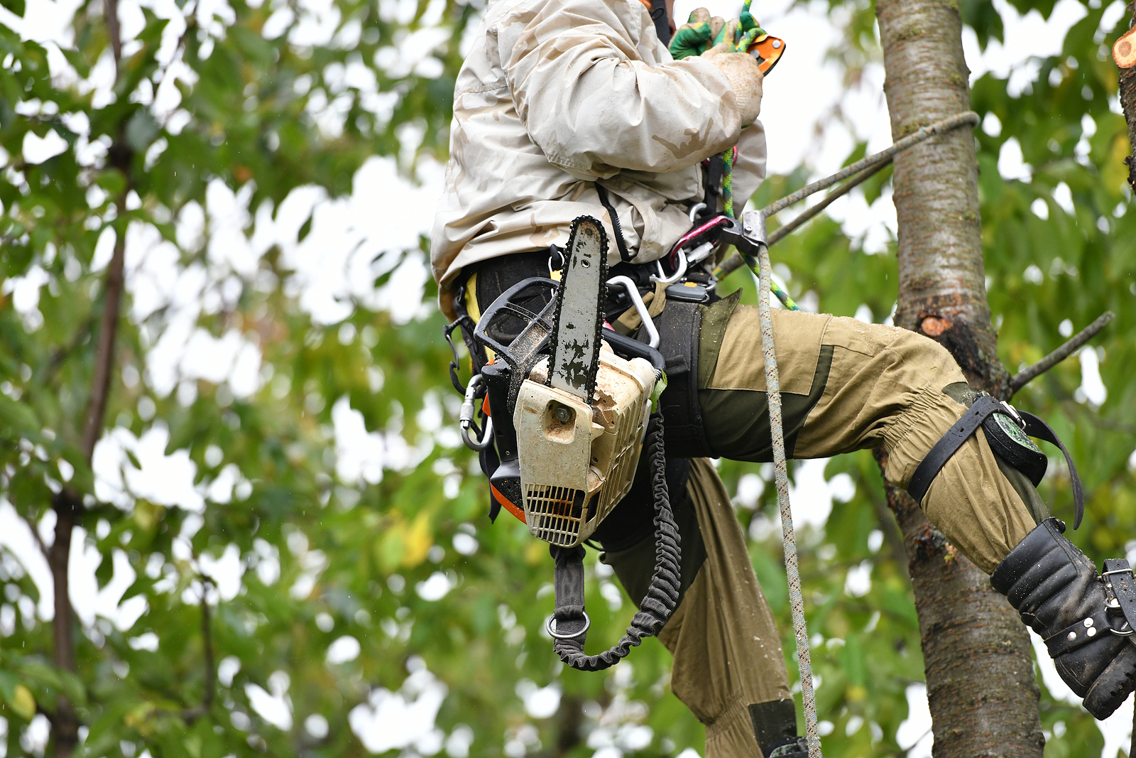 Top Advantages of Choosing Professional Tree Service | Complete Tree Care