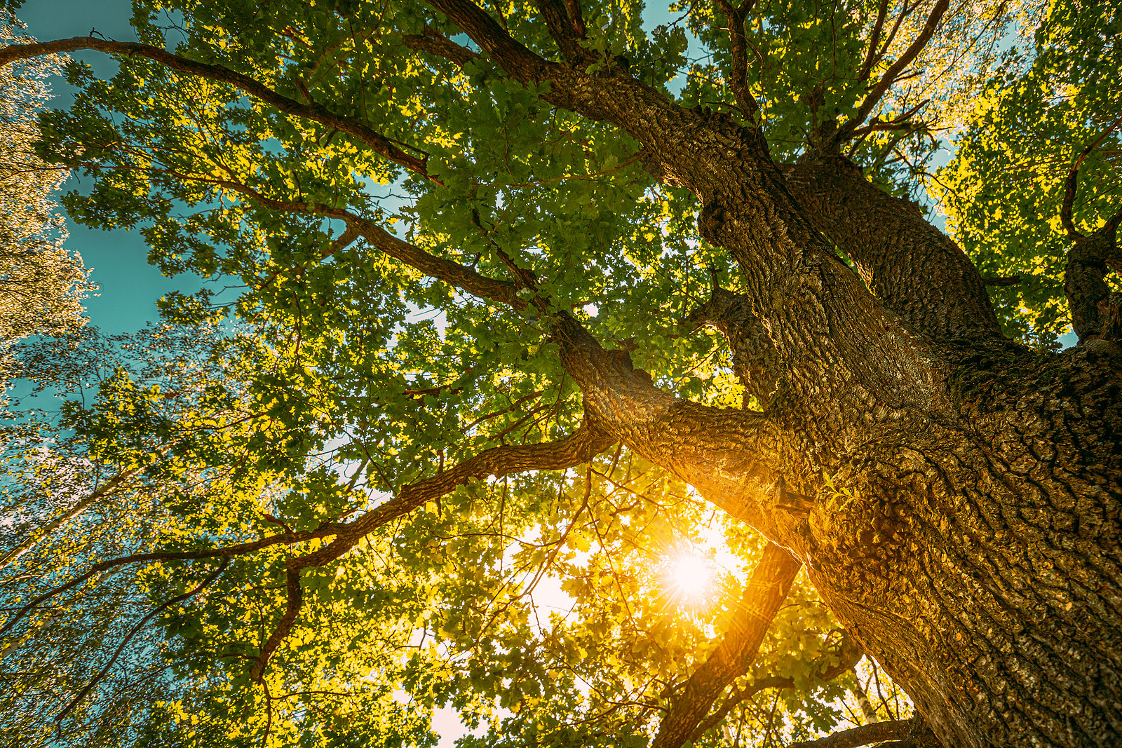 Questions and Answers About Oak Tree Care | Complete Tree Care