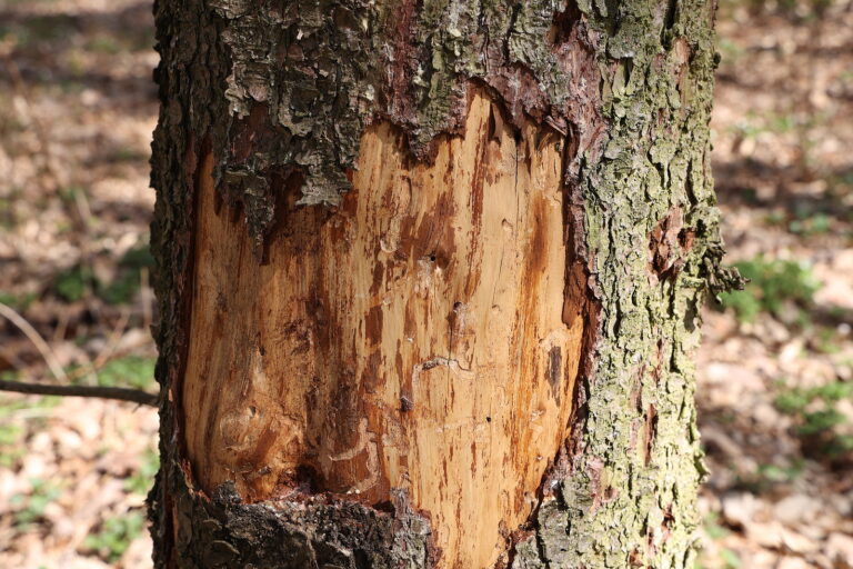 Tree Bark Damage Solutions for Indiana | Complete Tree Care