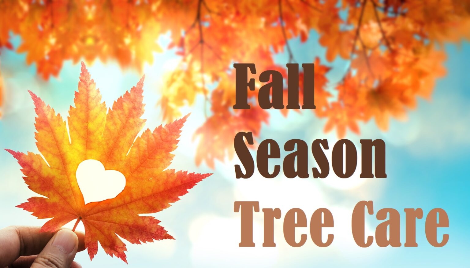 FAQS About Tree Care in the Fall | Complete Tree Care