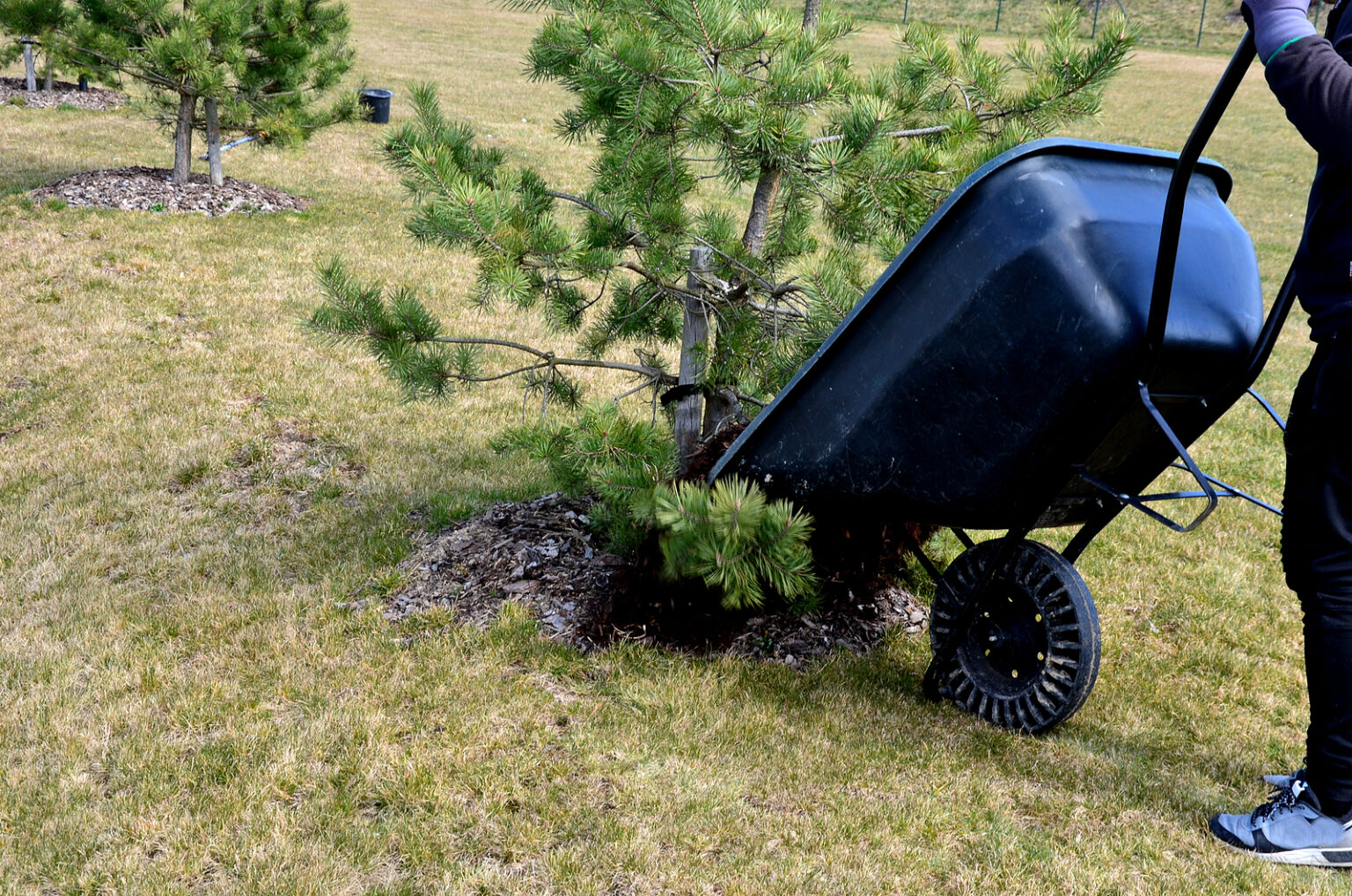 Bad Tree Mulching Practices to Avoid This Fall | Complete Tree Care