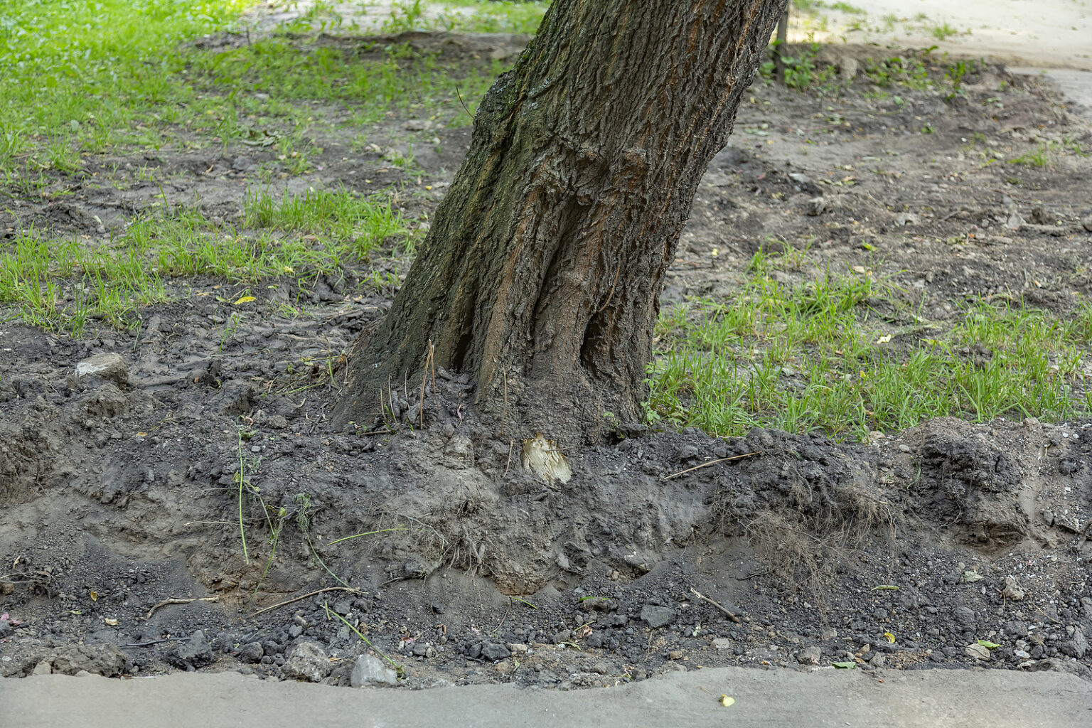 How To Tell if You Have Dangerous Trees On Your Property | Complete ...