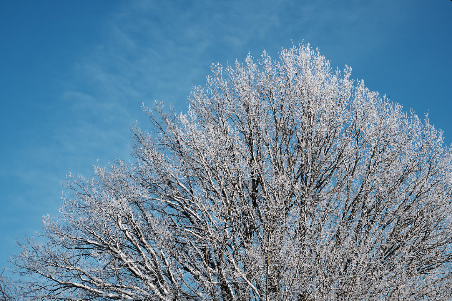 Winter-Resistant Tree Species for Indiana | Complete Tree Care