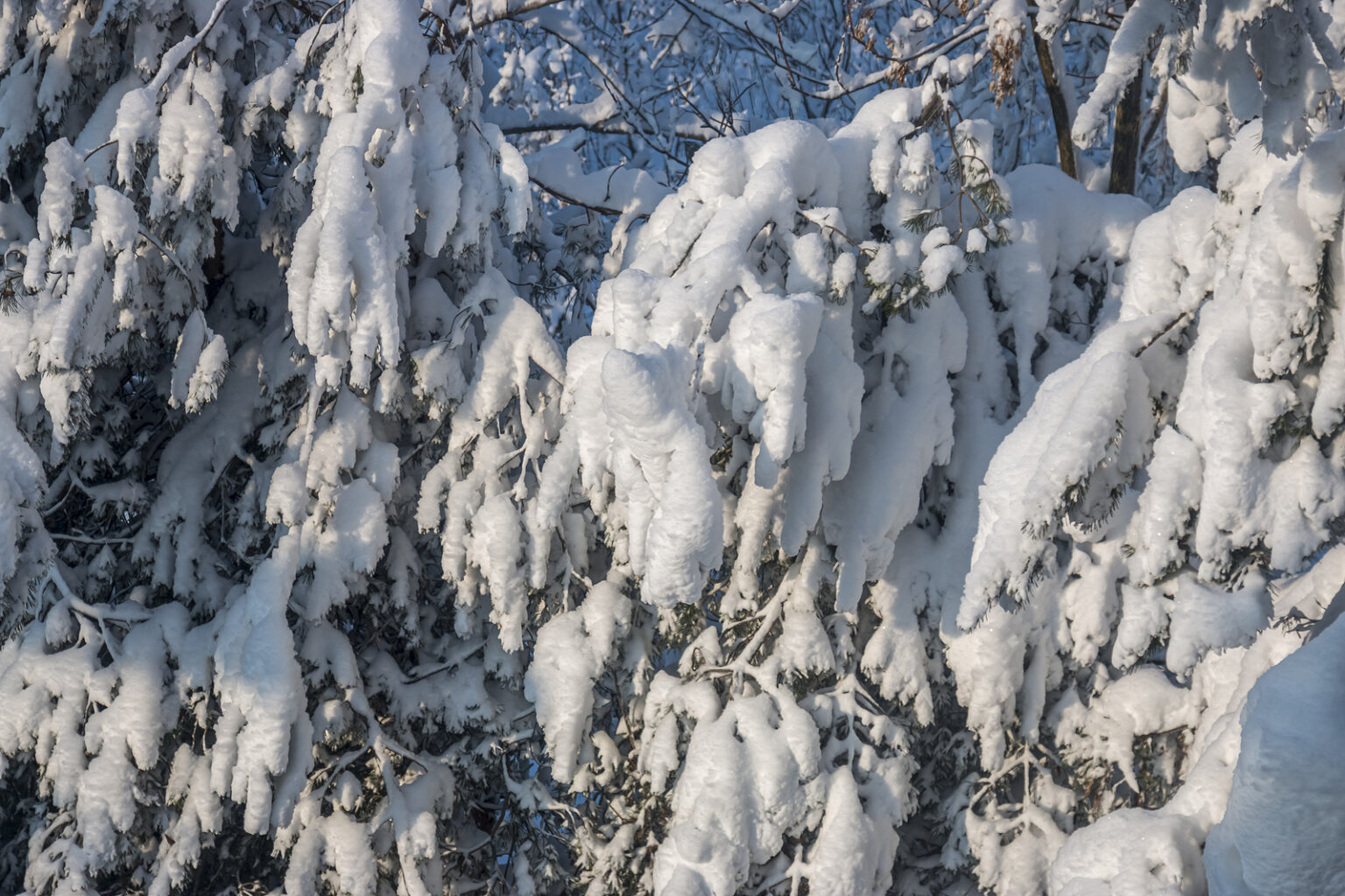 Top 3 Winter Tree Damages and How to Prevent Them | Complete Tree Care