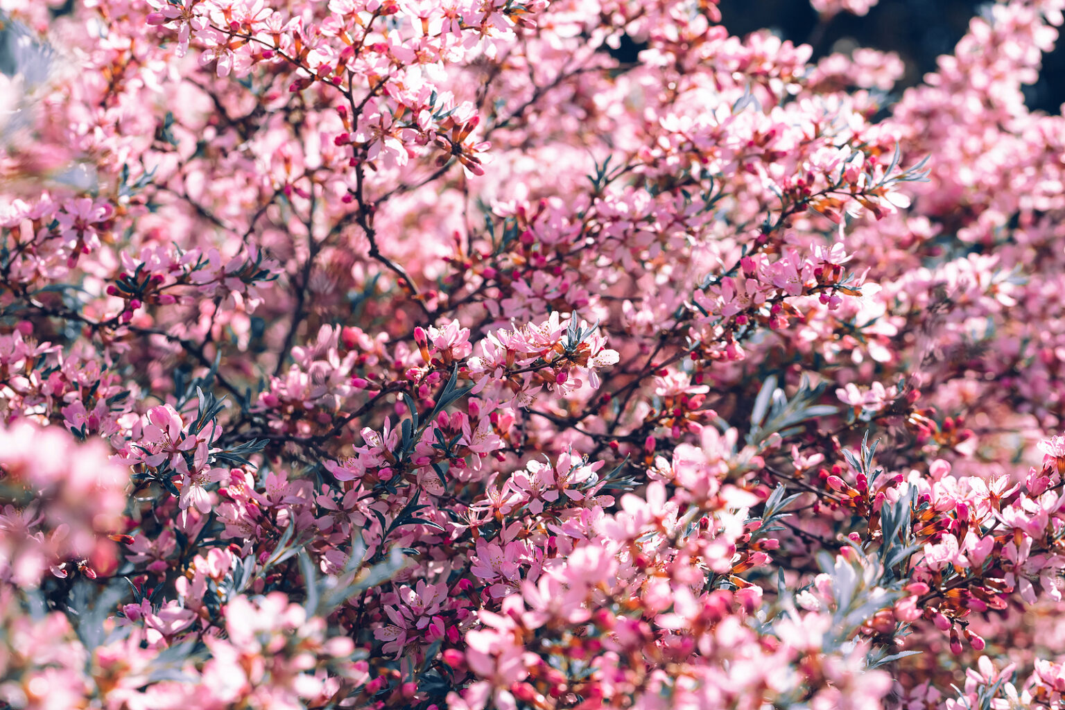 Why You Should Not Plant Prunus Trees If You Live Near A Farm