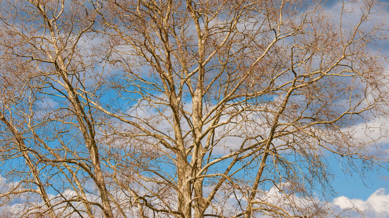 Should I Remove a Dead Sycamore Tree? | Complete Tree Care