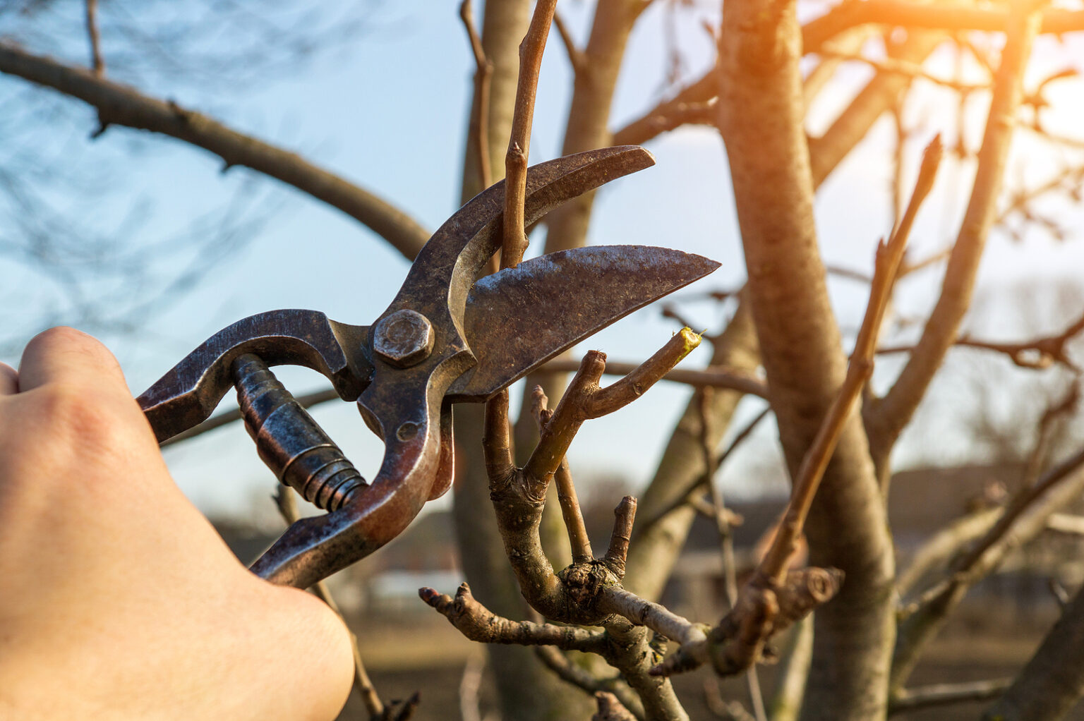 Spring to Winter Seasonal Pruning Tips for Trees | Complete Tree Care