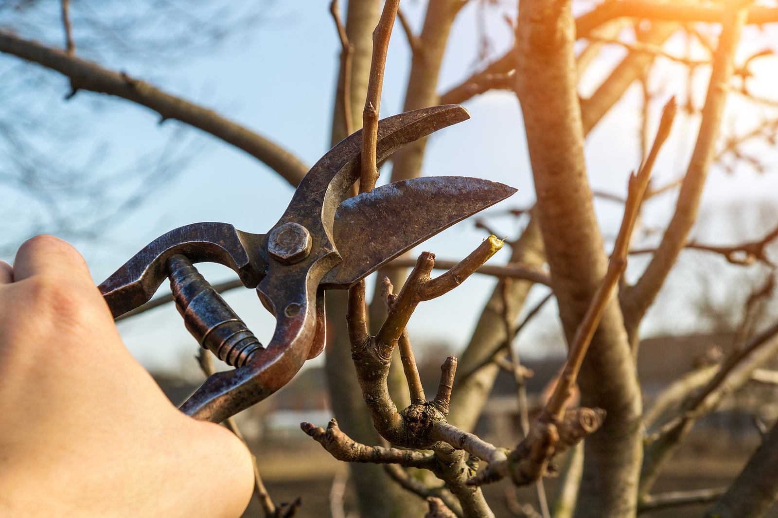 Spring to Winter Seasonal Pruning Tips for Trees | Complete Tree Care