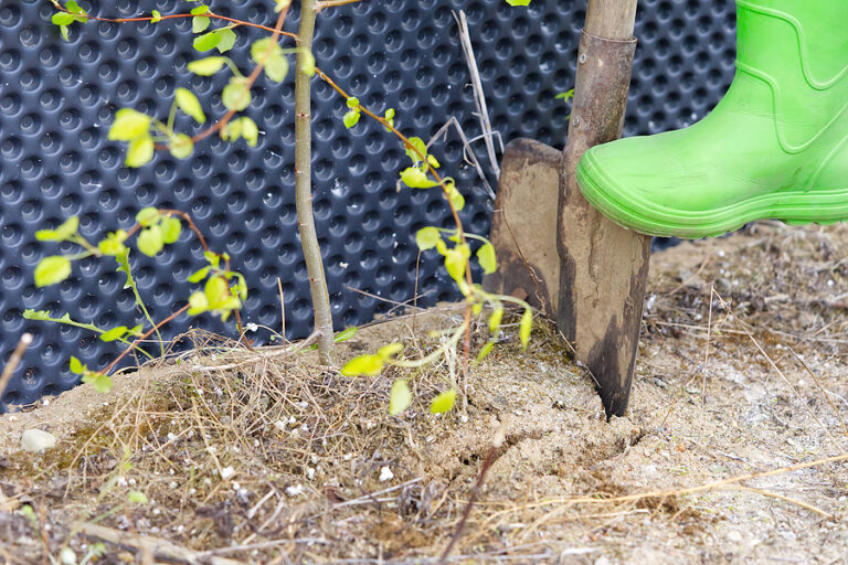 Fundamental Tree Transplanting Tips | Complete Tree Care