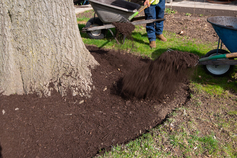 Tree Mulch Maintenance Tips For Fall | Complete Tree Care