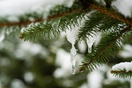 10 Tips to Help Trees Survive the Colder Weather | Complete Tree Care