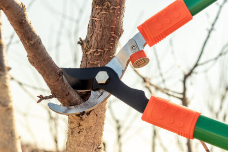 The Advantages of Tree Pruning and How To Do It Right | Complete Tree Care