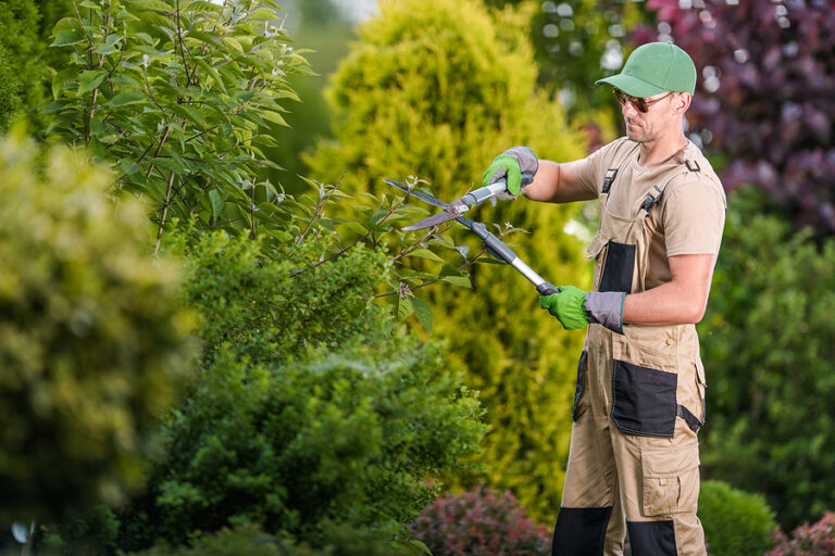 How to Choose the Right Tree Trimming Service Near You | Complete Tree Care