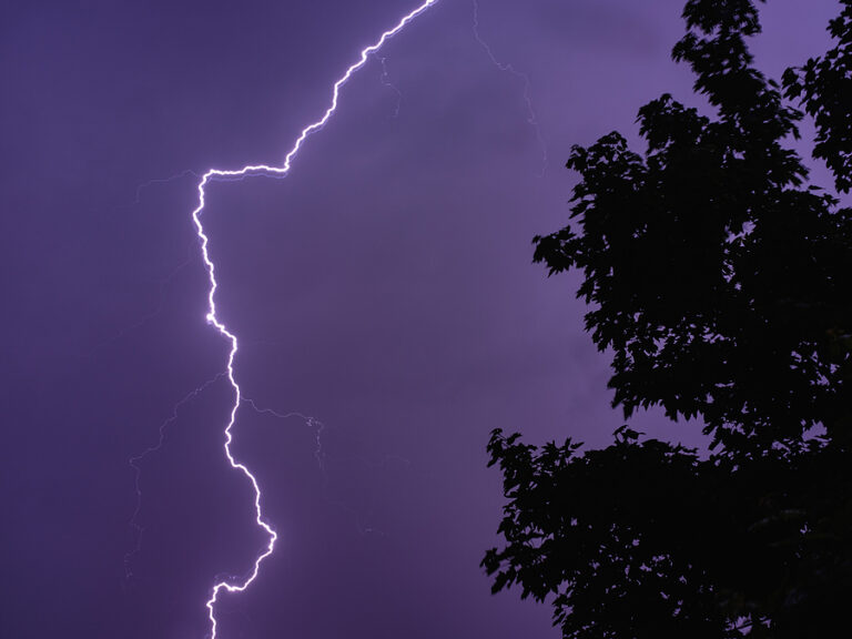 Can I Protect My Trees From Lightning Strikes? | Complete Tree Care