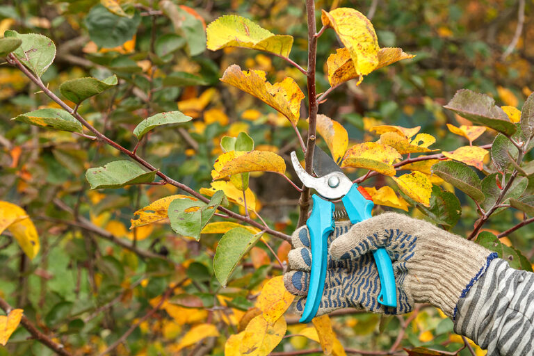7 Reasons Why You Should Prune Your Trees This Summer | Complete Tree Care