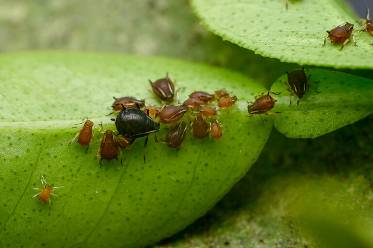 Are Insects a Threat to Tree Health During the Summer? | Complete Tree Care