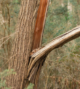 What Causes Bark Splitting in Trees? | Complete Tree Care