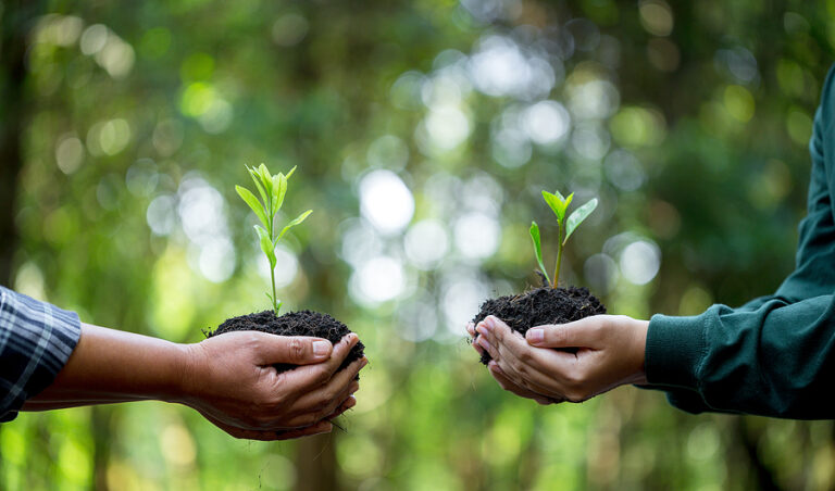 Deciduous vs Coniferous: Understanding the Difference | Complete Tree Care