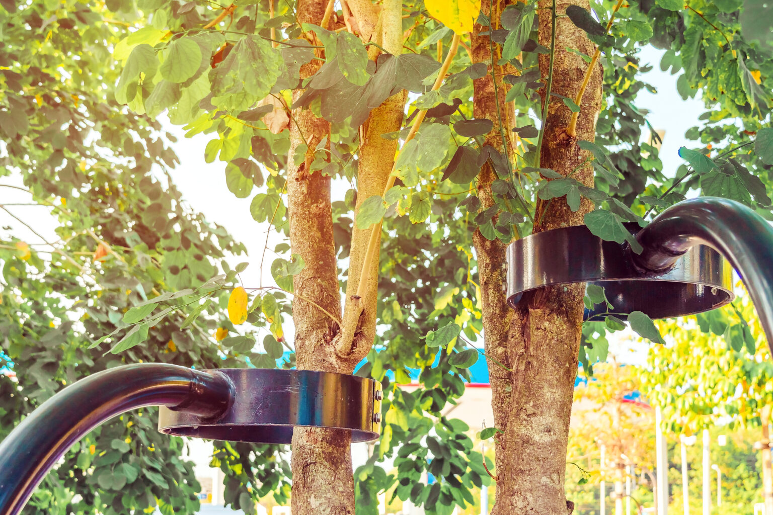 The Importance of Tree Cable Installation For Tree Health | Complete ...