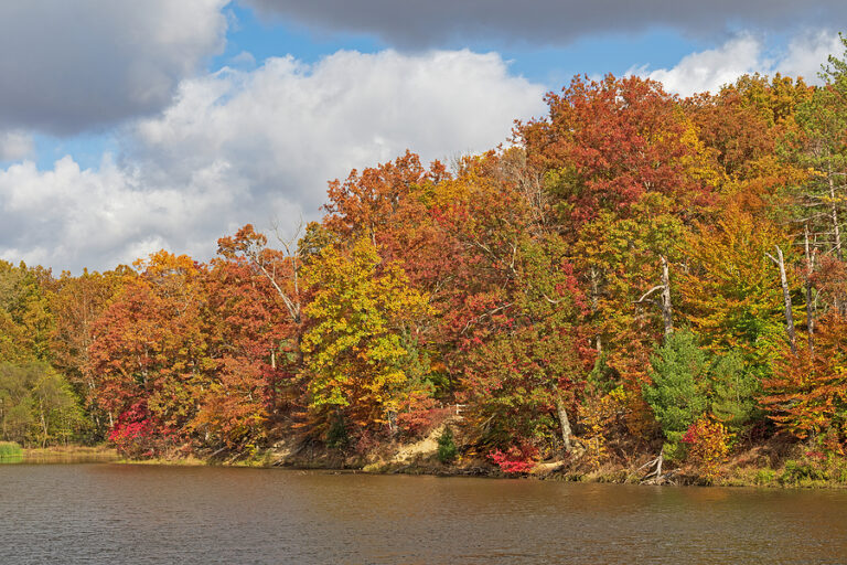 Leaf Peepers Guide: The Beautiful Colors of Deciduous Trees in Fall ...