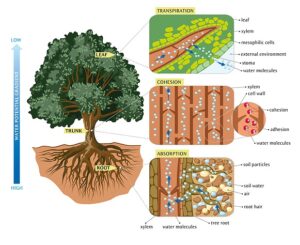 The Parts of a Tree: A Comprehensive Guide | Complete Tree Care