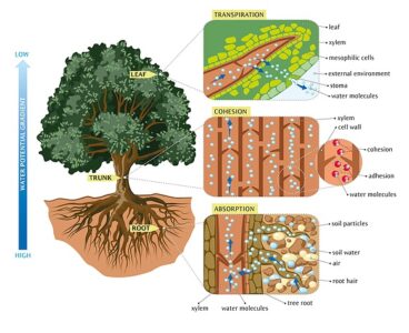 The Parts of a Tree: A Comprehensive Guide | Complete Tree Care