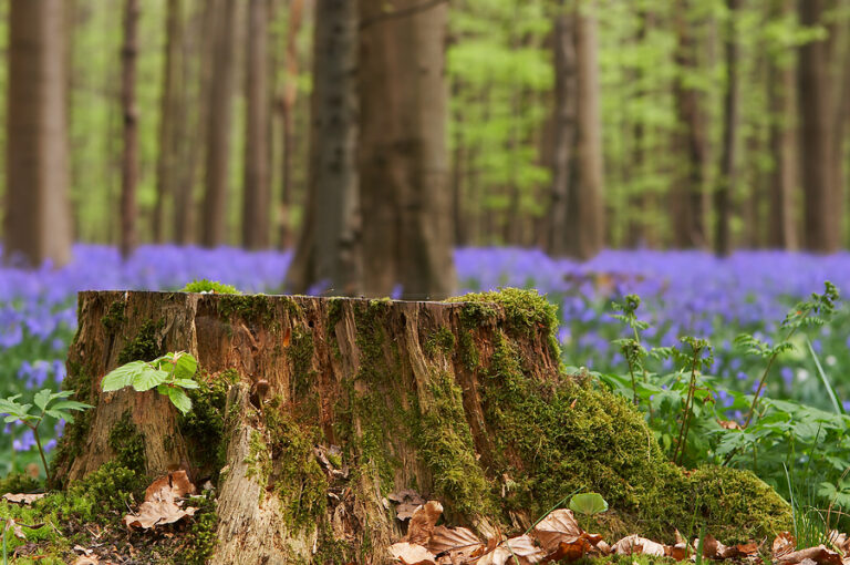 Tree Stump Removal Options | Complete Tree Care