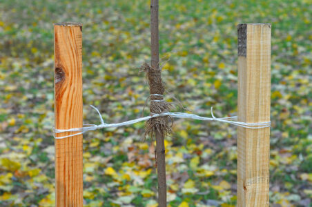 The Do’s and Don’ts of Tree Cable Installation | Complete Tree Care