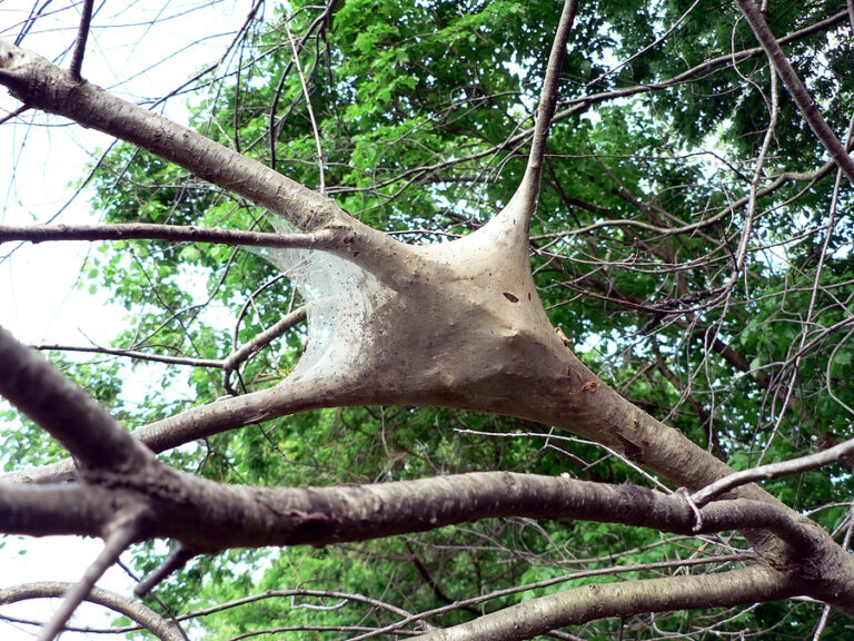 Protecting the Heartland: A Guide to Mid-West Tree Pests | Complete ...