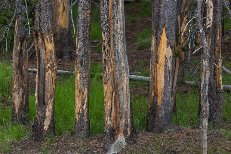 Garden Tree Care 101: Defending Your Trees from Wildlife | Complete ...