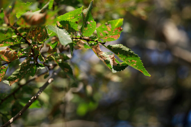 Is Your Tree Sick? How to Spot the Signs and Save Your Greenery ...