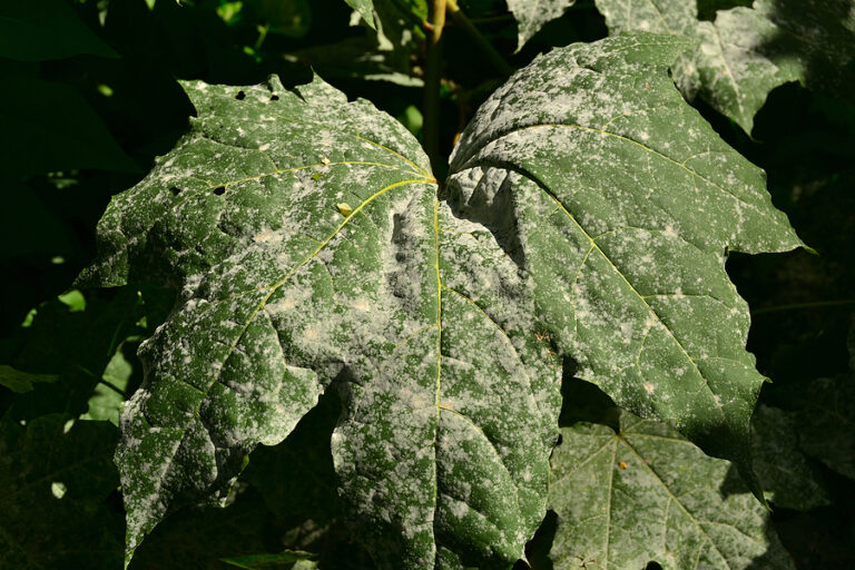 Nurturing Nature: Understanding Tree Fungal Growth | Complete Tree Care
