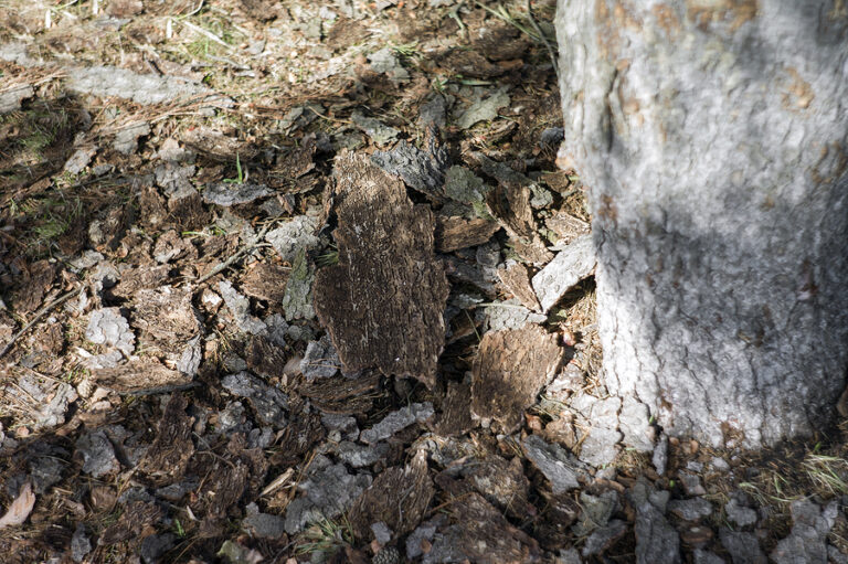 Protecting Indiana’s Trees from Elm Bark Beetles: Prevention and ...