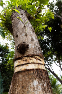 Protect Your Trees: Understanding and Solving Tree Girdling | Complete ...