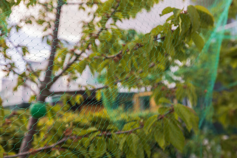 Tree Pest Protection: How to Keep Nuisance Birds Out of Your Trees ...