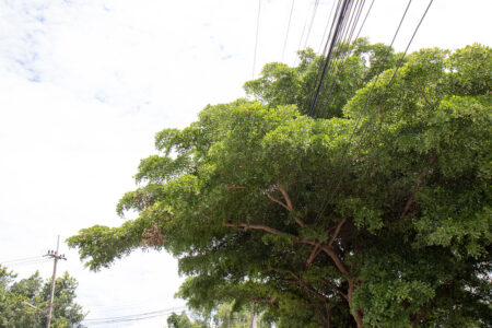 Safe Tree Trimming Near Power Lines: How to Get It Done | Complete Tree ...